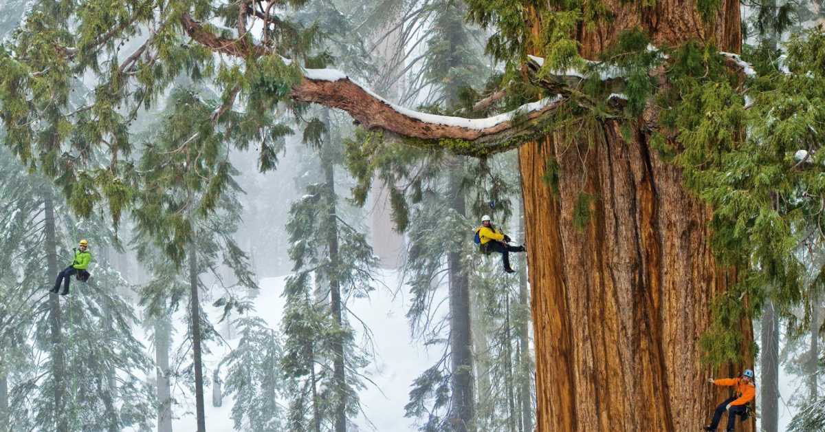 See video of the massive 3200-year-old President Tree, the third ...
