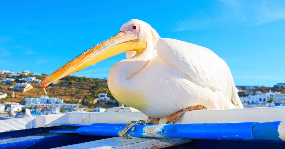 Petros the Pelican, the Star of Mykonos