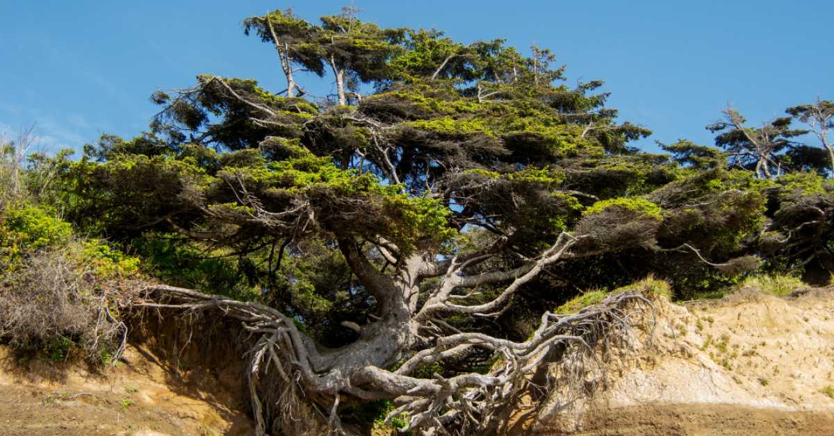 The Story Behind the Kalaloch Tree of Life